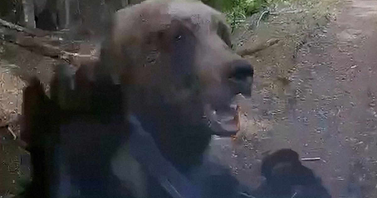 Bear attacks truck on forest road in Hokkaido, police call for caution ...