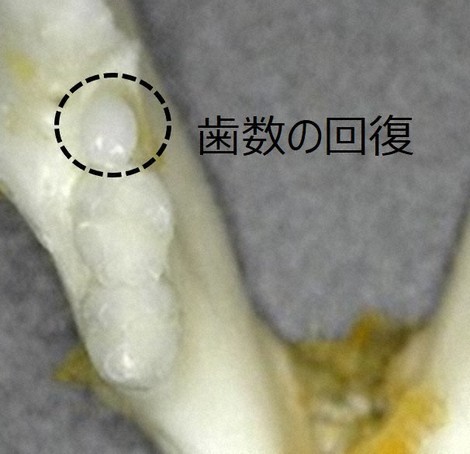 World's 1st 'tooth regrowth medicine' to be tested in Japan from Sept ...