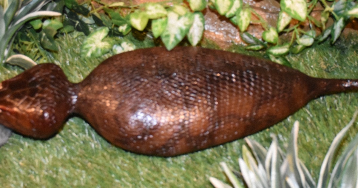 800 join search party for legendary 'tsuchinoko' creature in Japan ...