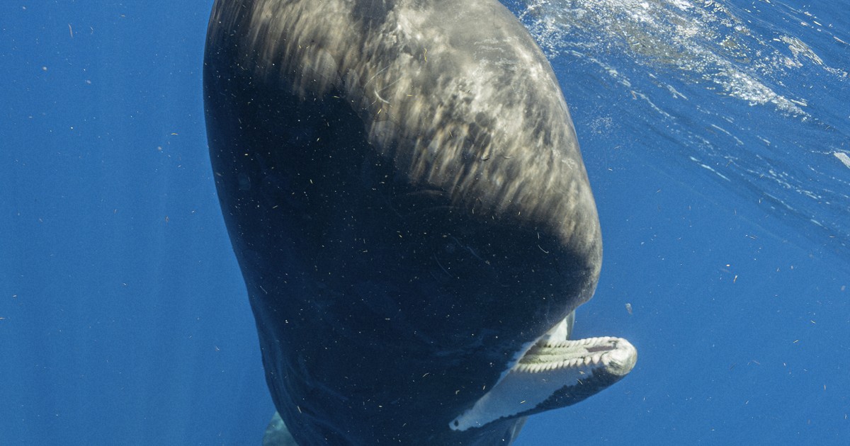 Scientists are learning the basic building blocks of sperm whale ...