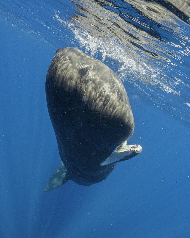 Scientists are learning the basic building blocks of sperm whale ...