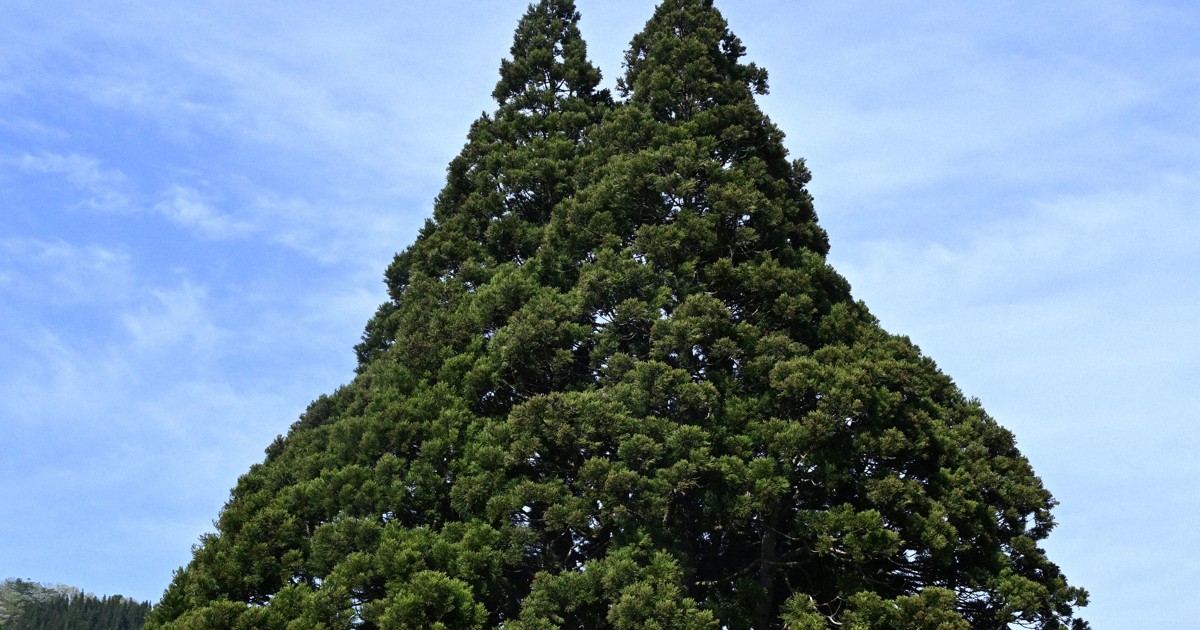 Japanese, foreign tourists flock to ancient 'Totoro' cedar tree after ...