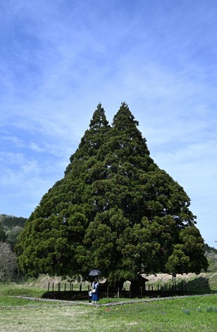 Japanese, foreign tourists flock to ancient 'Totoro' cedar tree after ...
