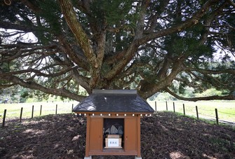 Japanese, foreign tourists flock to ancient 'Totoro' cedar tree after ...