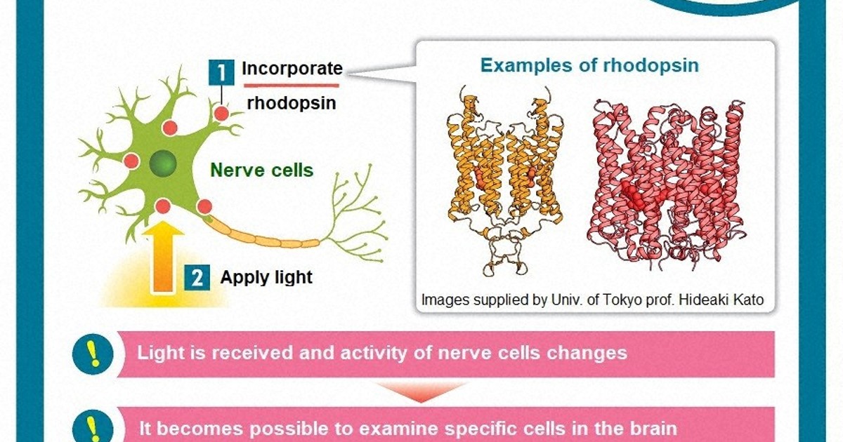Restoring vision: Researchers in Japan and abroad see the light in ...