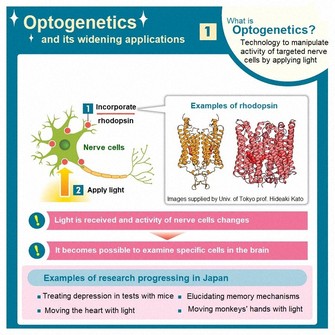 Restoring vision: Researchers in Japan and abroad see the light in ...
