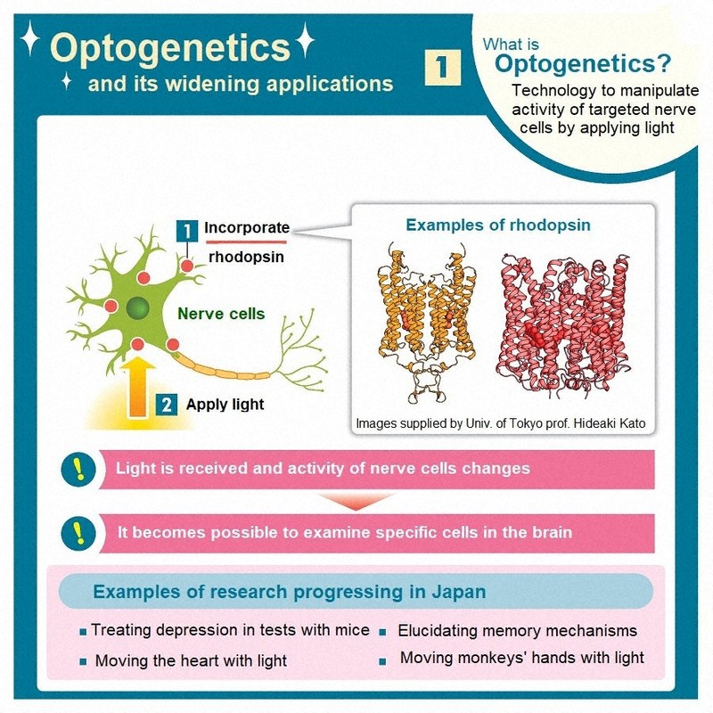 Restoring vision: Researchers in Japan and abroad see the light in ...