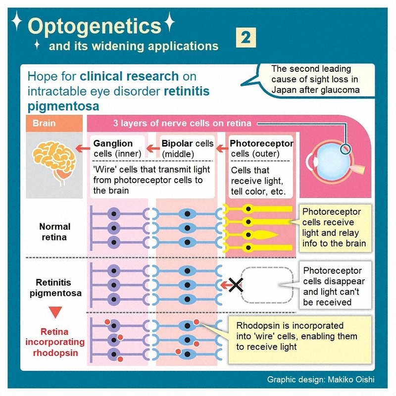 Restoring vision: Researchers in Japan and abroad see the light in ...