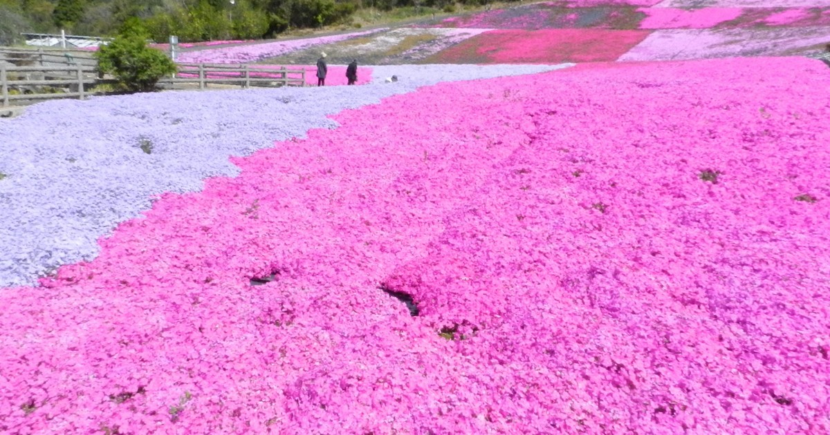 In Photos: Japan in spring - The Mainichi