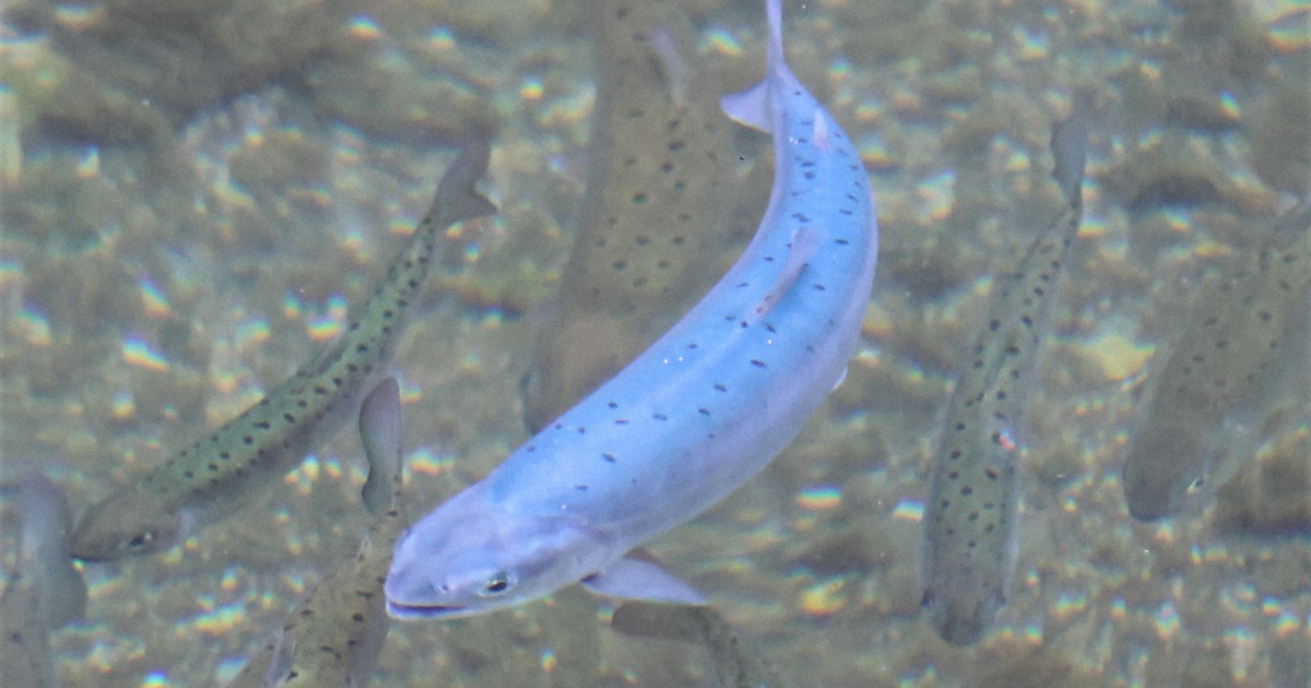 Bright blue mutated trout hooks visitors at central Japan fish farm ...