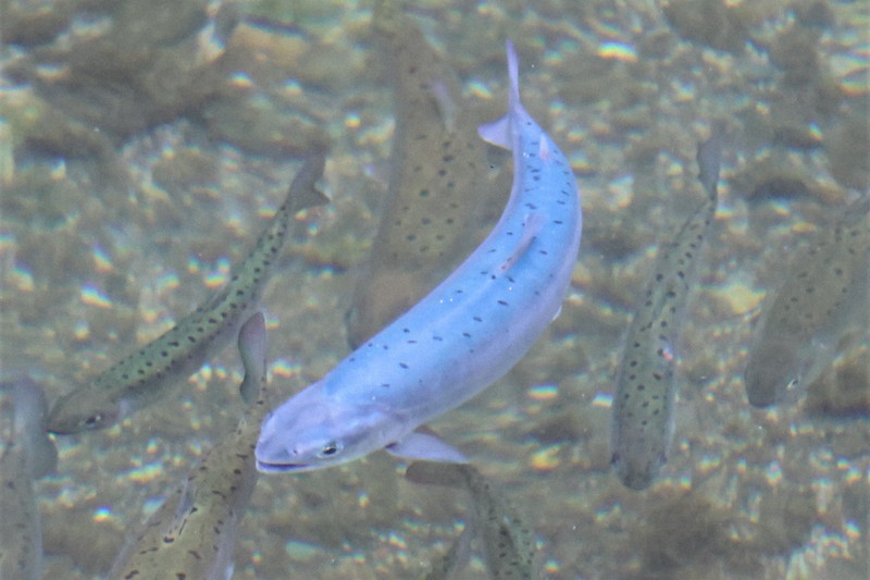 Bright blue mutated trout hooks visitors at central Japan fish farm ...