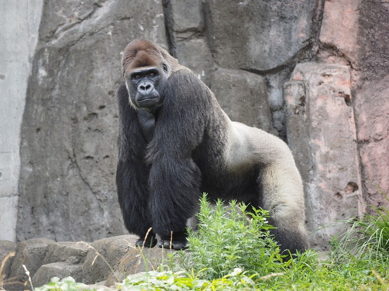 ゴリラたちに野生に近い環境を 千葉市動物公園が改善目指しCF | 毎日新聞