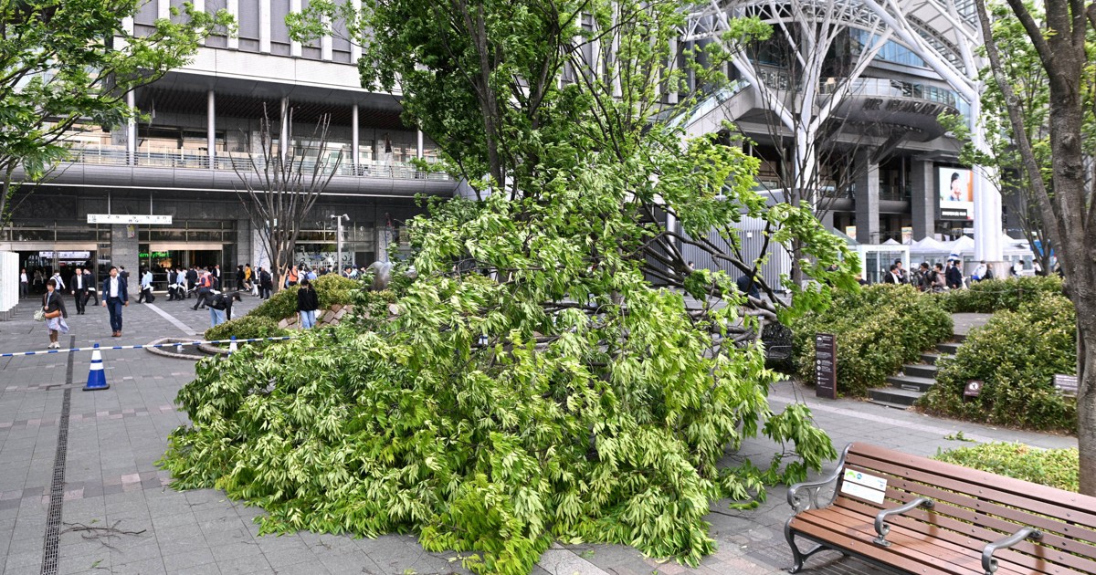 Tree near major station knocked over by strong winds in Fukuoka; no ...