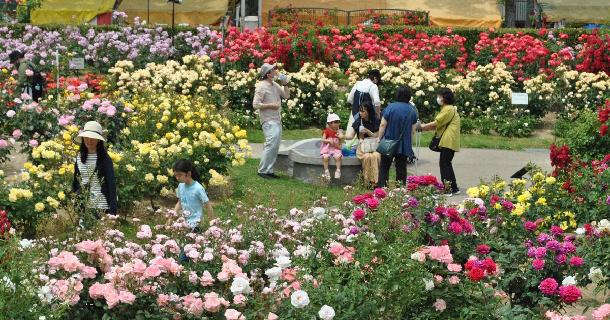 Japan Trivia: Rose culture nurtured in Hiroshima Pref. city from ...