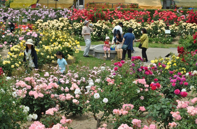 Japan Trivia: Rose culture nurtured in Hiroshima Pref. city from ...