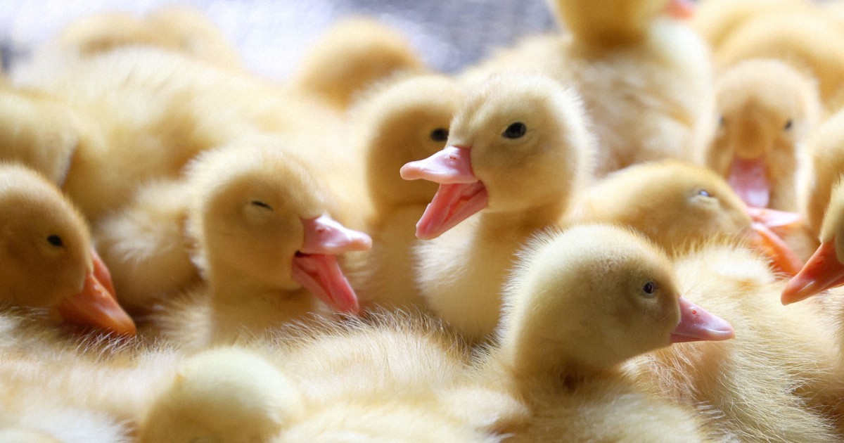 Easy Japanese news in translation: Ducklings in Osaka Pref. ready to ...