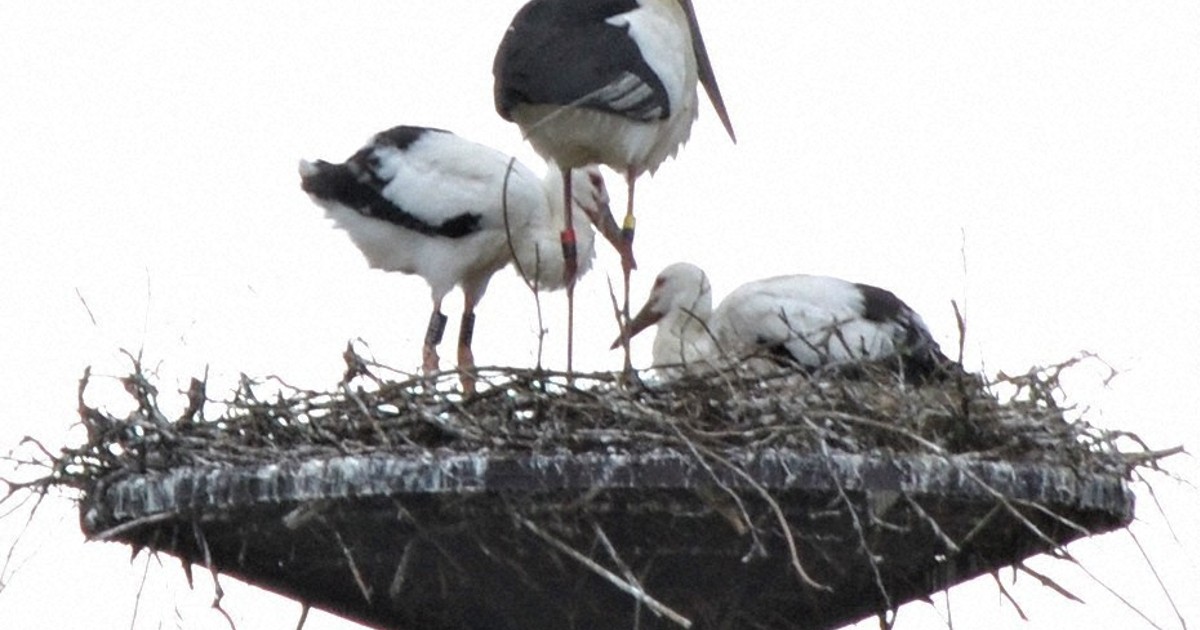 Easy Japanese news in translation: 2 baby storks growing up fast in ...