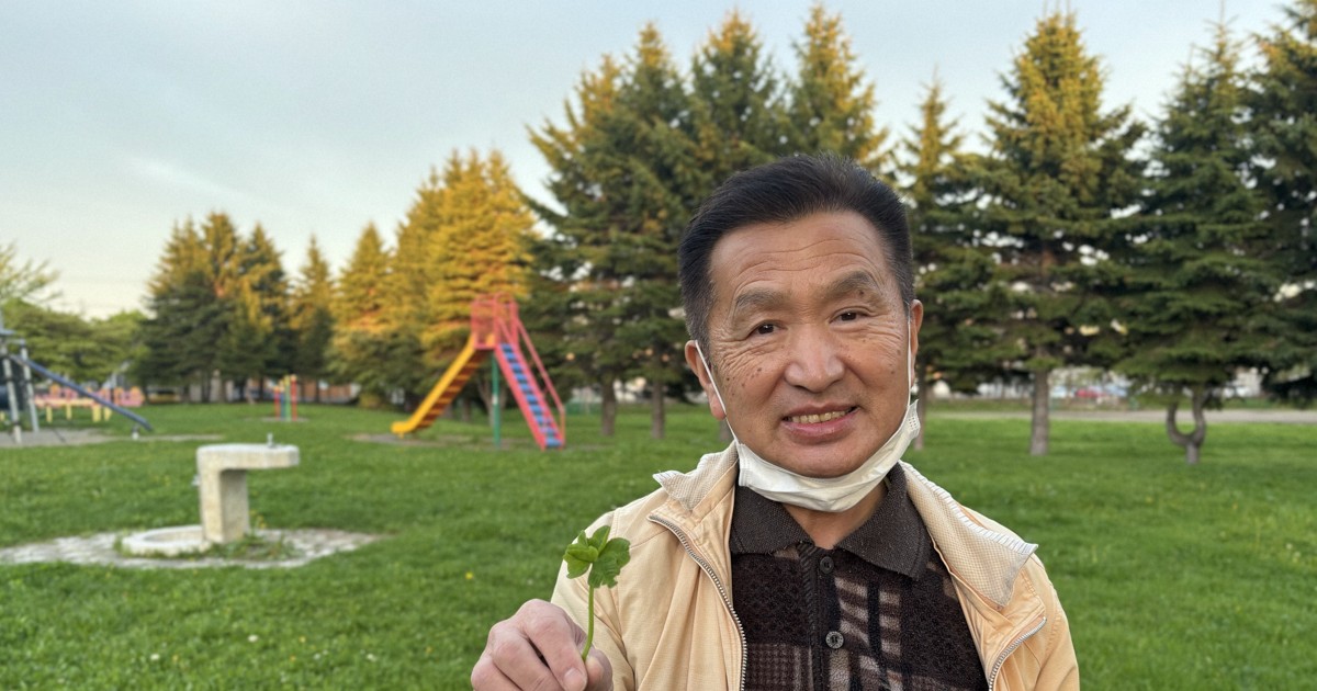 Double good luck? Sapporo man finds 'very rare' 8-leaf clover ...