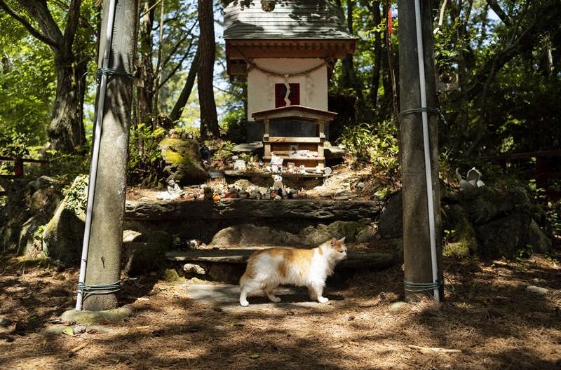 Shrine honors cats at a Japanese island where they outnumber humans ...