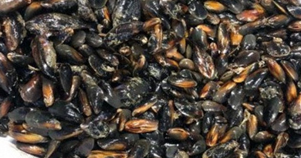 Easy Japanese news in translation: Mussels sold as specialty of ...