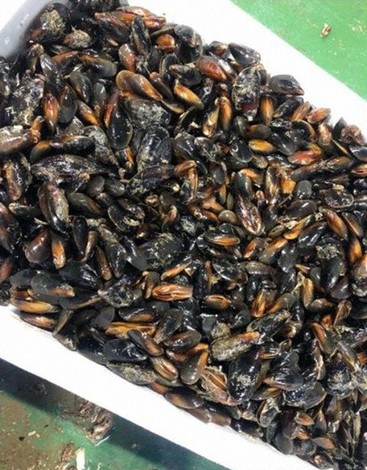 Easy Japanese news in translation: Mussels sold as specialty of ...