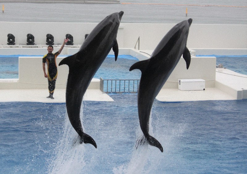 In Photos: Dolphins, orcas leap at Kobe aquarium resort ahead of June 1 ...
