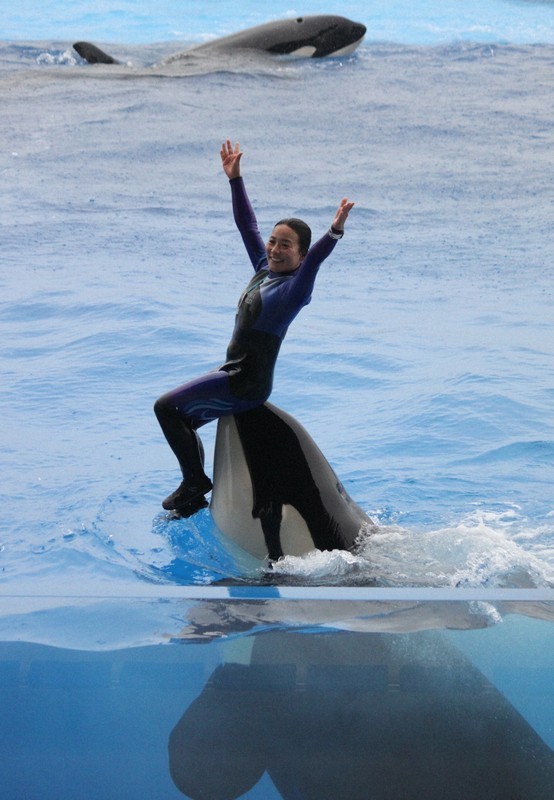 In Photos: Dolphins, orcas leap at Kobe aquarium resort ahead of June 1 ...