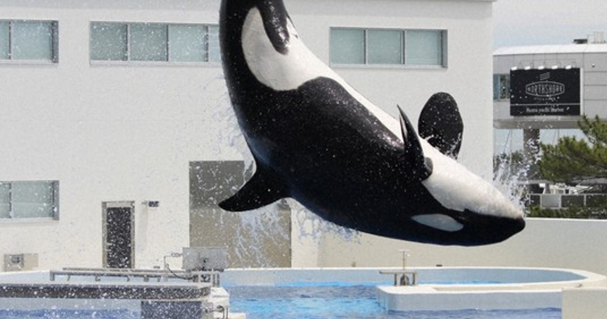 In Photos: Dolphins, orcas leap at Kobe aquarium resort ahead of June 1 ...