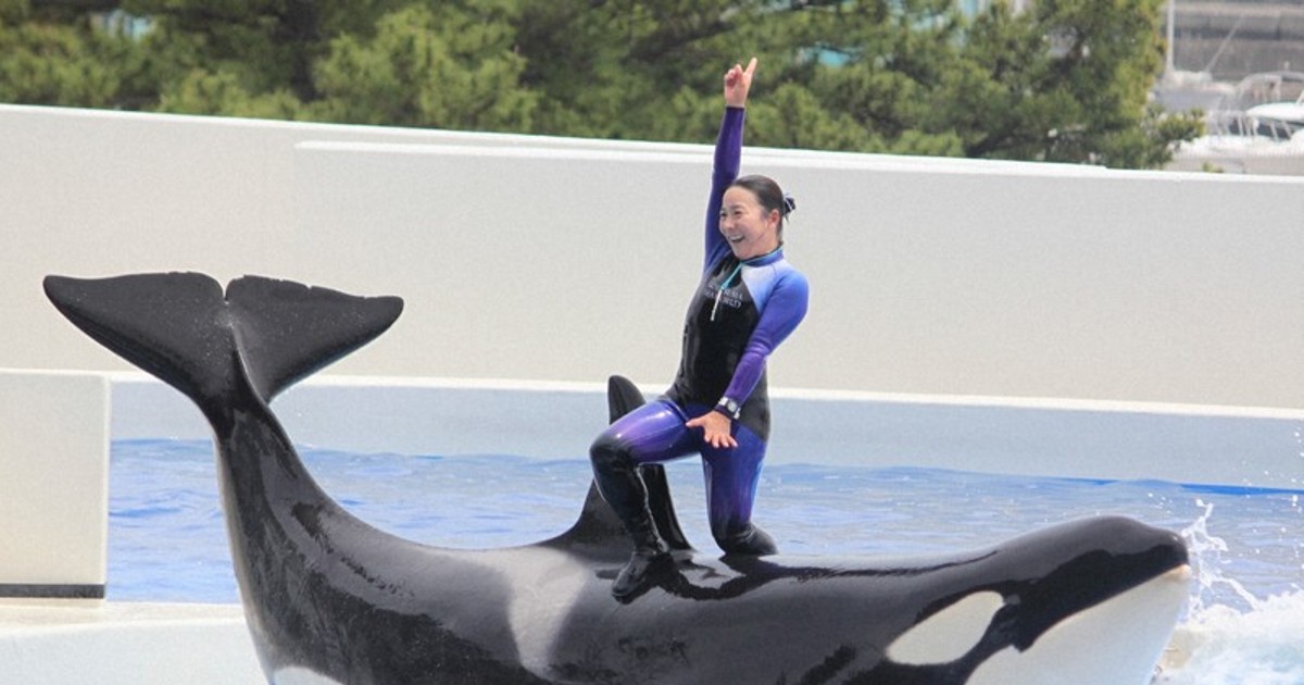 In Photos: Dolphins, orcas leap at Kobe aquarium resort ahead of June 1 ...