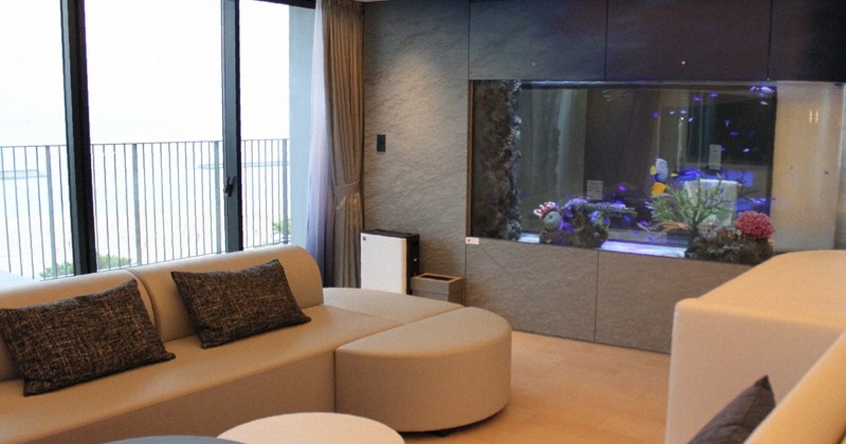 In Photos: Dolphins, orcas leap at Kobe aquarium resort ahead of June 1 ...