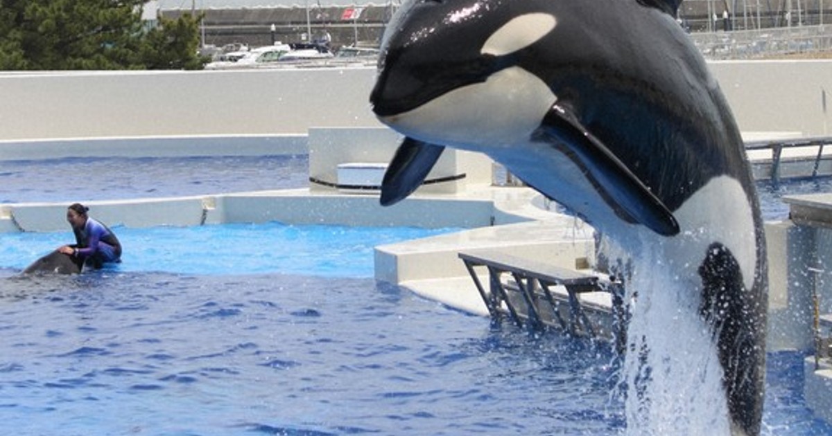 In Photos: Dolphins, orcas leap at Kobe aquarium resort ahead of June 1 ...