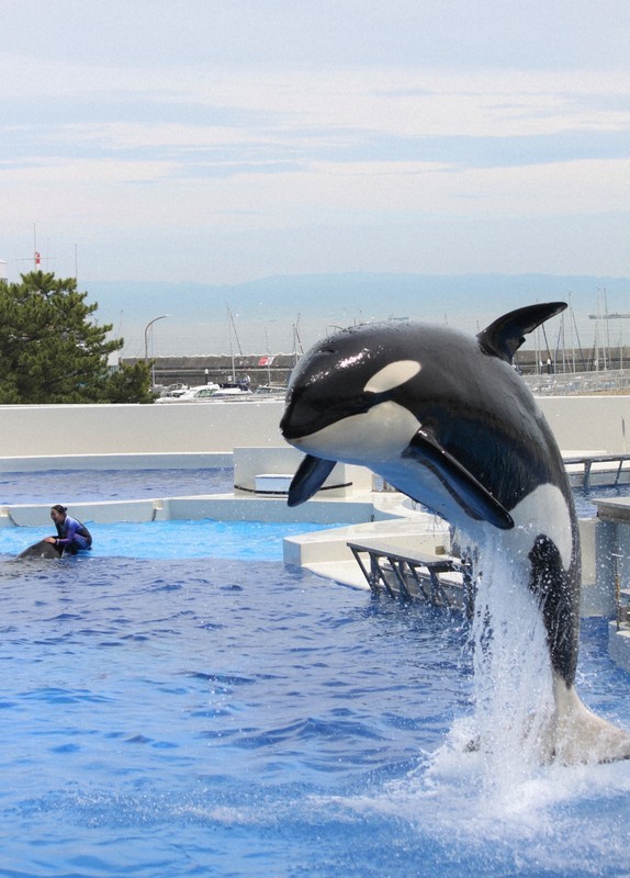 In Photos: Dolphins, orcas leap at Kobe aquarium resort ahead of June 1 ...