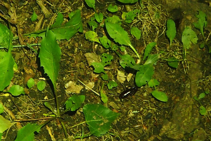 Roach sex pheromone roles elucidated, could be applied for pesticides ...