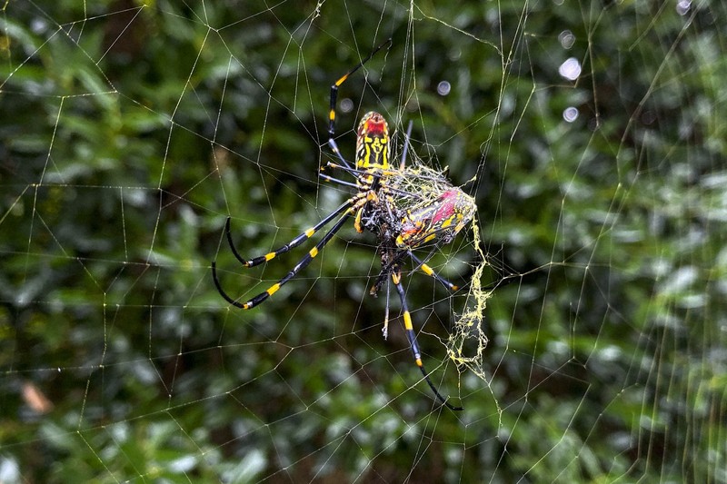 They're big. They're colorful. But Joro spiders aren't nightmare fodder ...