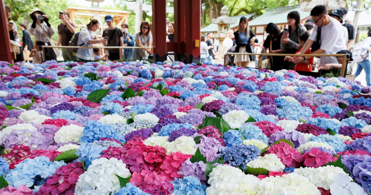 Japan Photo Journal: Colorful hydrangeas float in huge water basin at ...