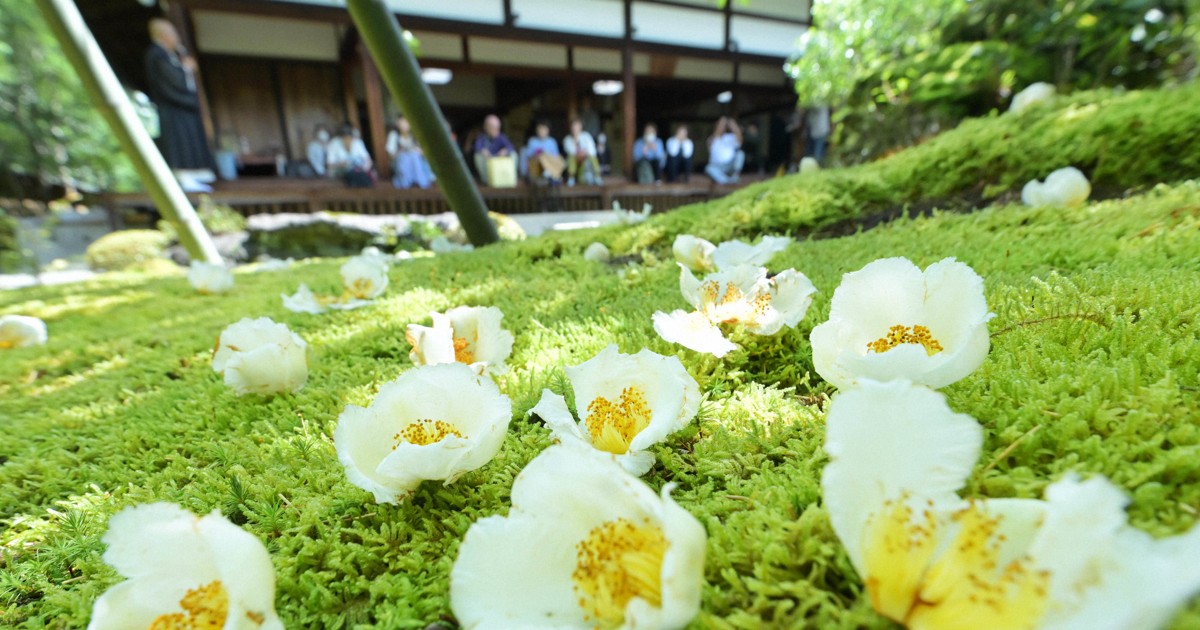 Easy Japanese news in translation: Fallen white flowers captivate ...