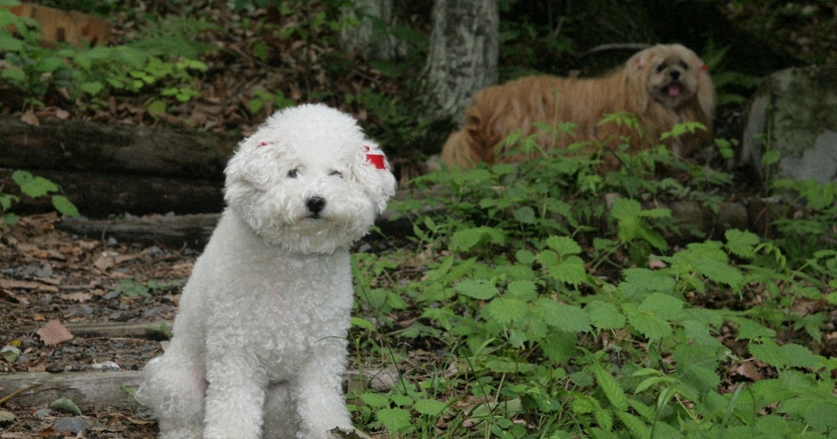 Japan to fully allow online vet consultations for pets - The Mainichi