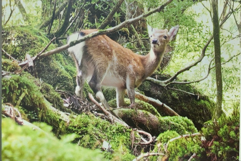 Why are plants on Japan's Yakushima Island shrinking? Researchers point ...