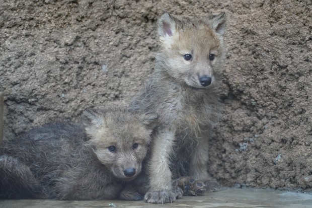 Newborn Wolves