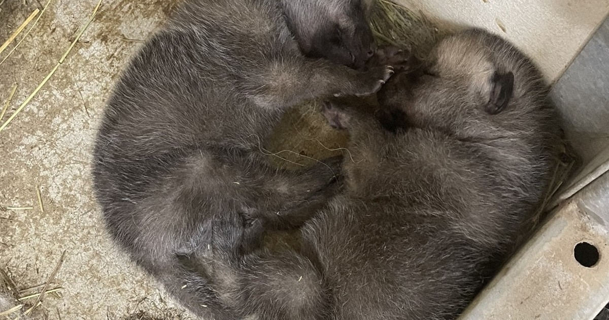 2 Arctic wolf pups born at Tochigi Pref. zoo in Japan first - The Mainichi