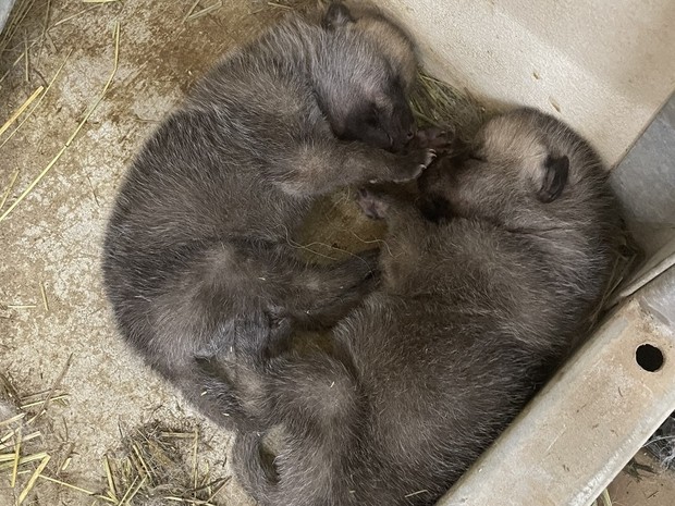 Newborn Wolves