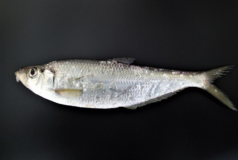 Japan Trivia: Kanji created in Okayama Pref. to reel in consumers of ...