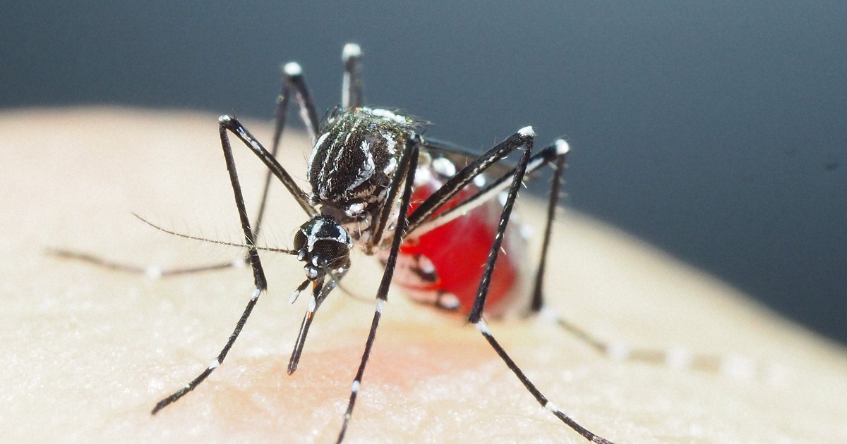 World's yearly dengue fever cases exceed 10 mil. for 1st time ...