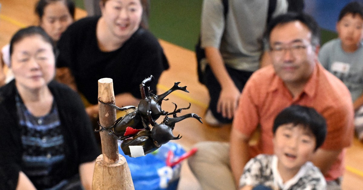 Easy Japanese news in translation: Beetle sumo tournament held in ...