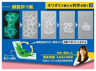 Cell origami: Structures of traditional Japanese art being applied to ...