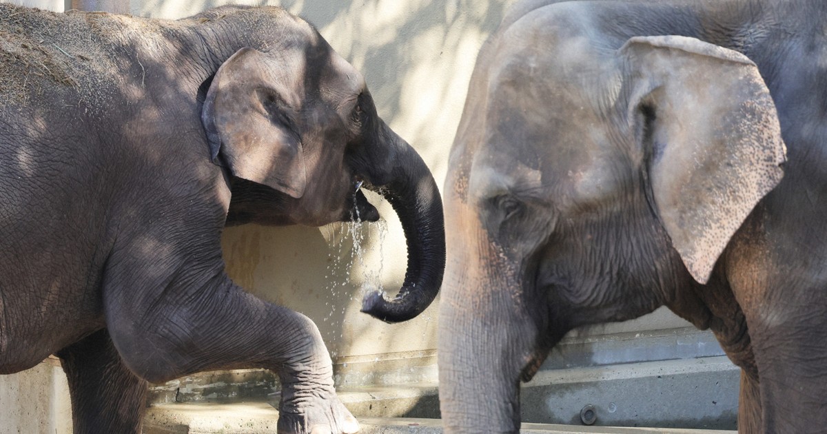 Easy Japanese news in translation: 4 elephants arrive at Fukuoka Zoo ...
