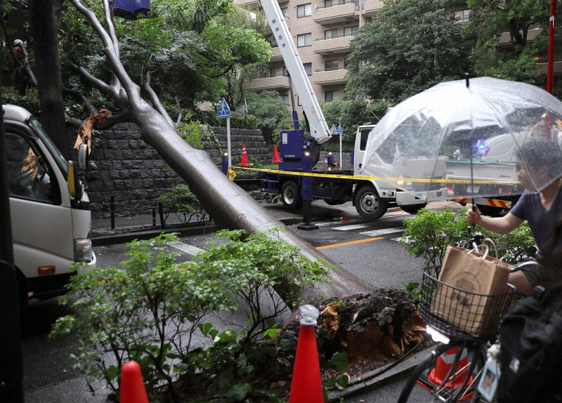 Powerful Typhoon Ampil likely toppled tree in central Tokyo - The Mainichi