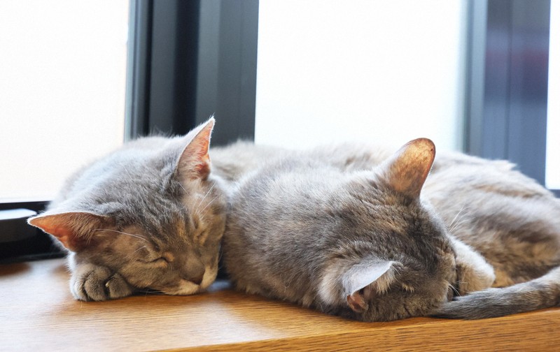 担当業務は癒やし 猫社員がいる会社 [写真特集1/7] | 毎日新聞