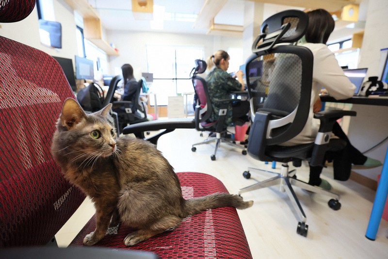 担当業務は癒やし 猫社員がいる会社 [写真特集1/7] | 毎日新聞