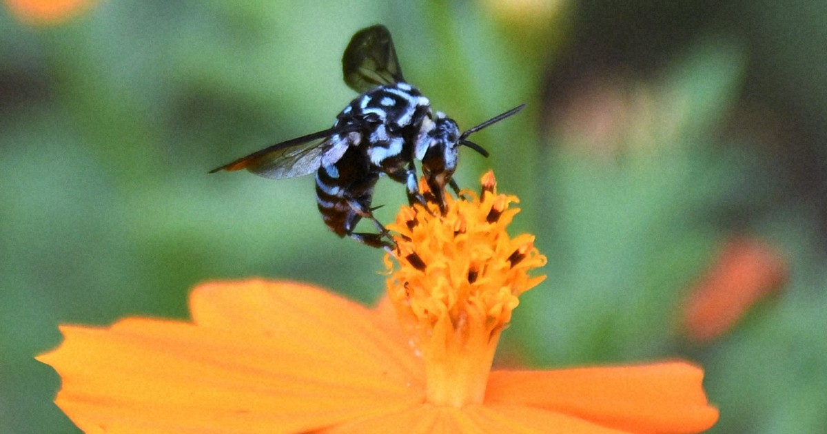 Rare blue bees 'bring happiness' to visitors at west Japan temple - The ...